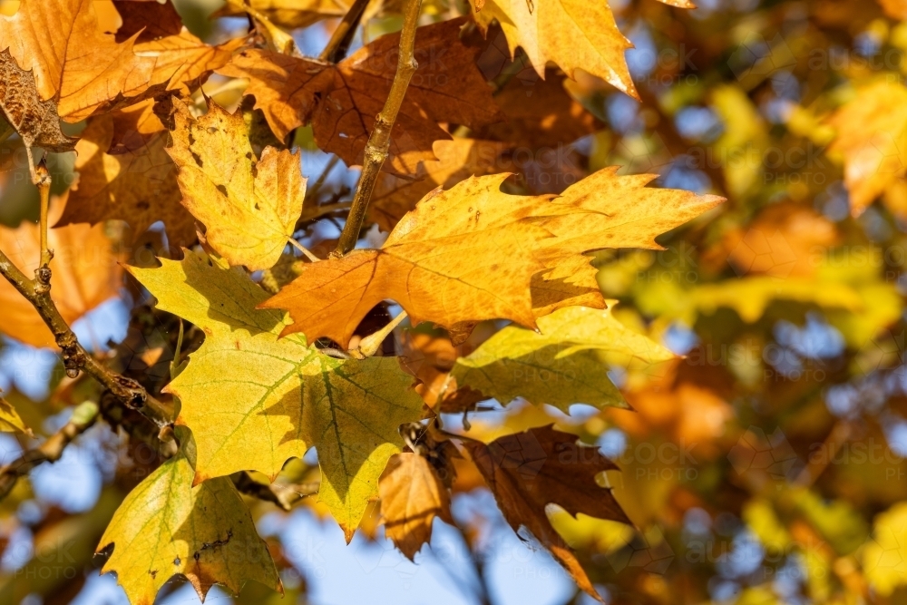 Image of Crisp autumn leaves on cold morning - Austockphoto