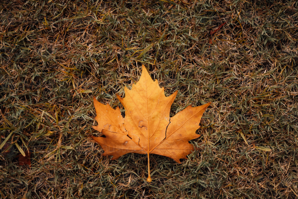 Image of Crispy yellow plane tree leaf on lawn at the beginning of ...