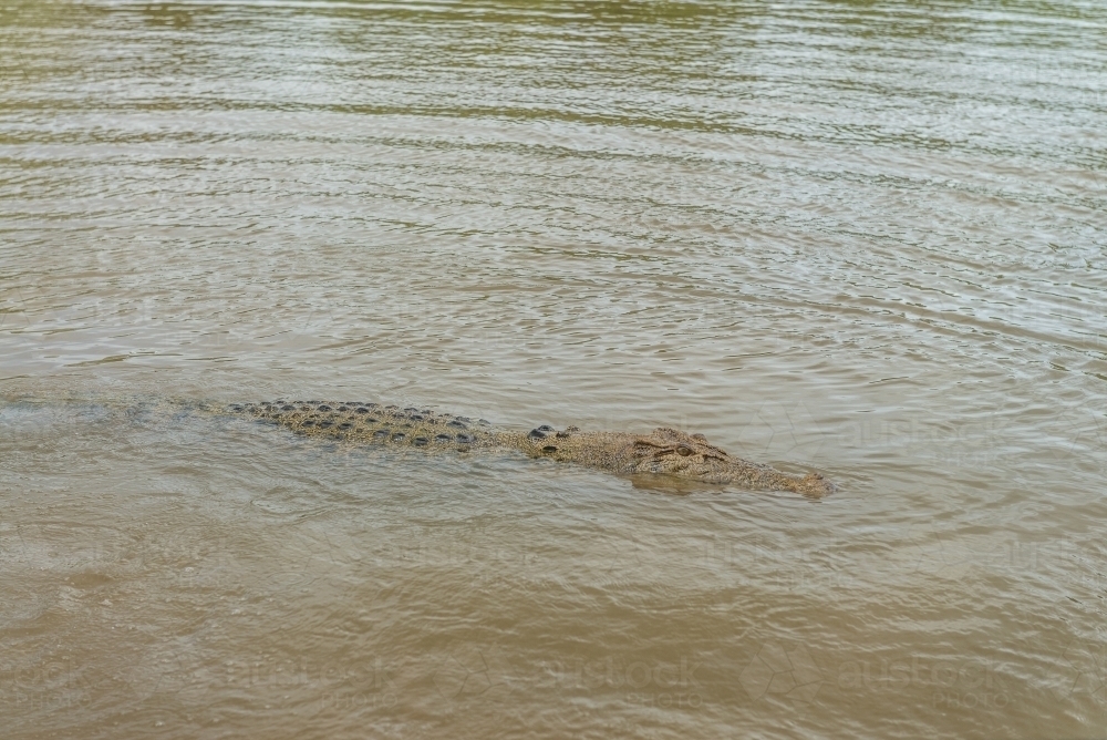 Image of Crocodile on Adelaide River, NT - Austockphoto