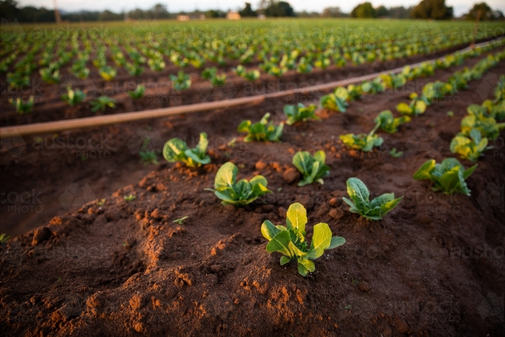 Image of crops growing in rows on a farm with an irrigation pipe - Austockphoto