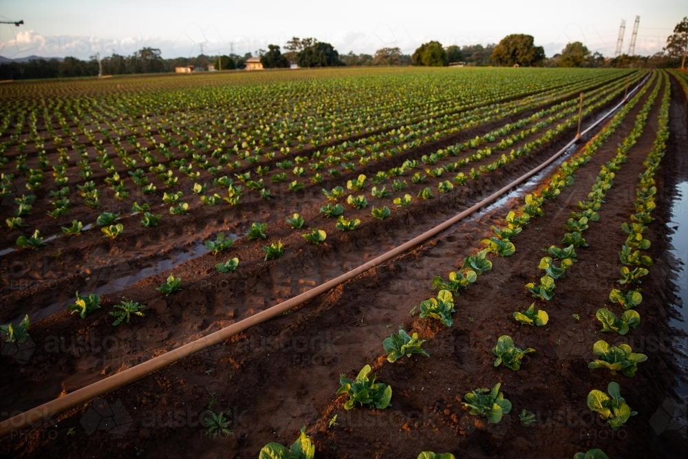 Image of crops in rows and irrigation pipes on a farm - Austockphoto