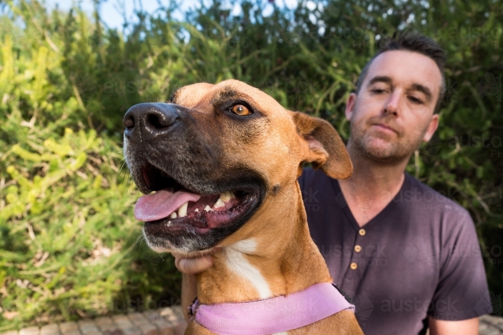 Image of Cross breed large Dog and male owner sitting behind looking at ...