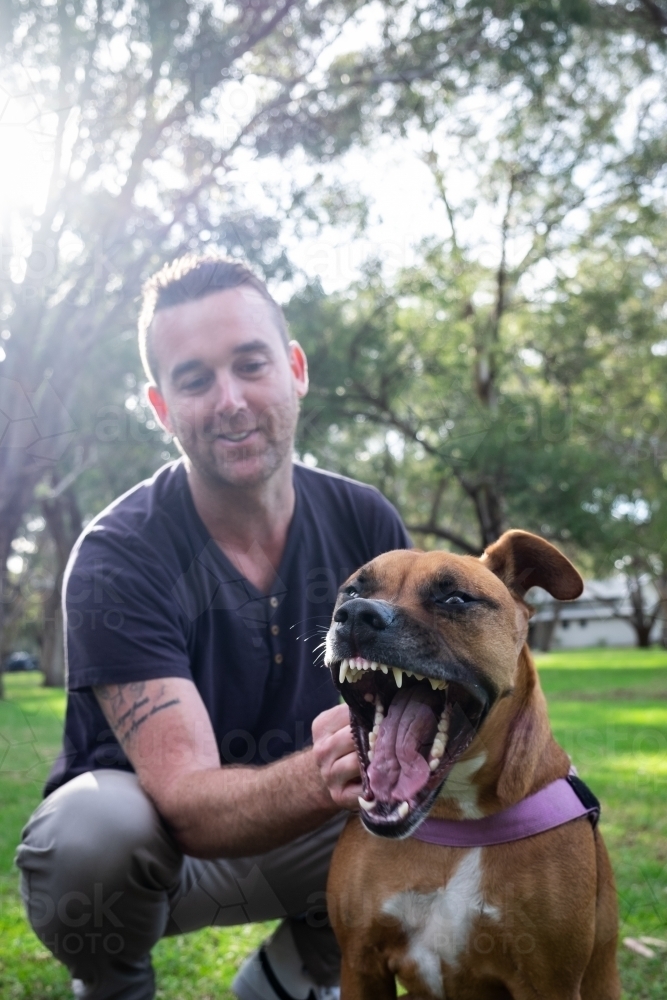 Image of Cross breed large Dog and male owner sitting behind looking at ...