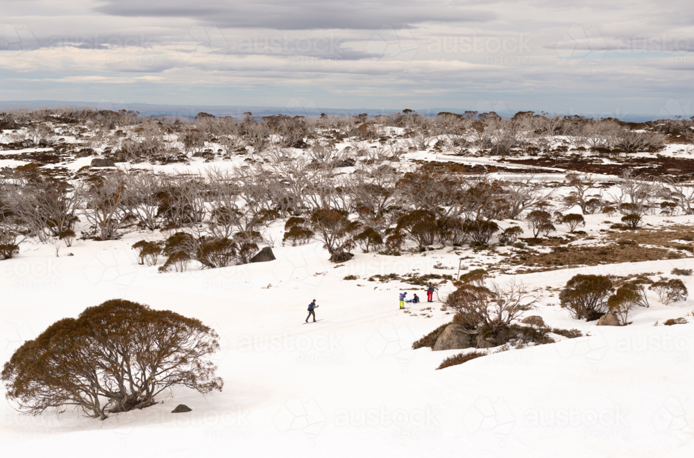 Image of Cross country skiers in a snowy landscape at Perisher, Snowy ...