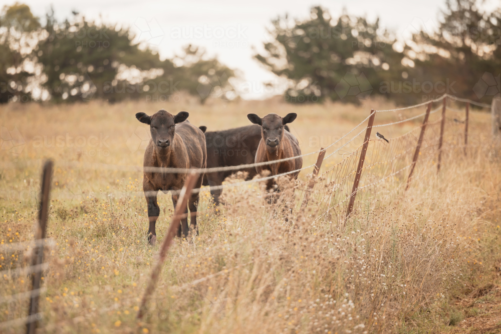Image of Curious Black Angus calves in rural paddock behind fence ...