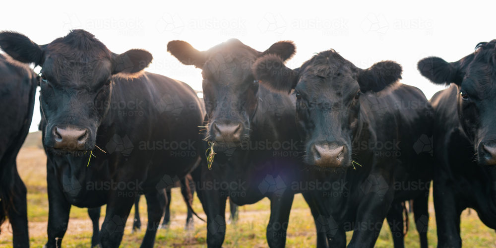 Image of Curious Black Angus cattle in sunlit paddock in the afternoon ...