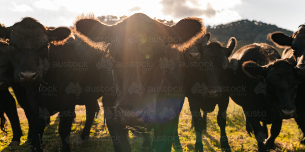 Image of Curious Black Angus cattle in sunlit paddock in the afternoon ...