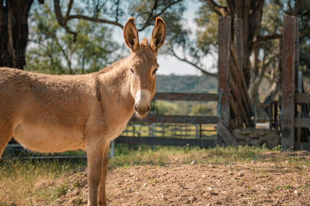 Image of Curious brown donkey in sunny rural landscape with trees and ...