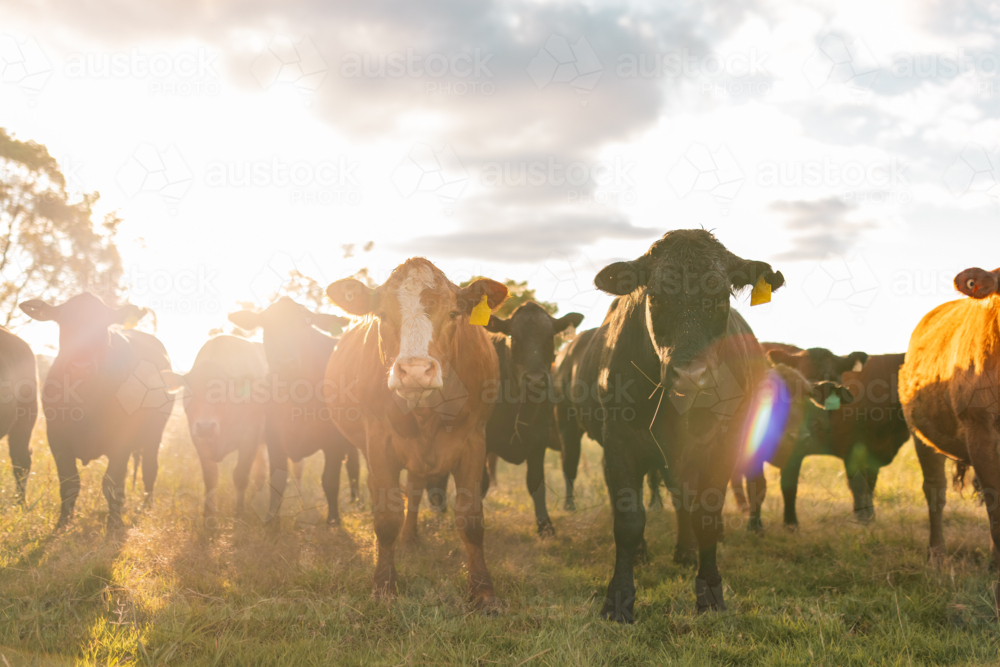 Image of Curious cows in sunlit paddock in the afternoon - Austockphoto