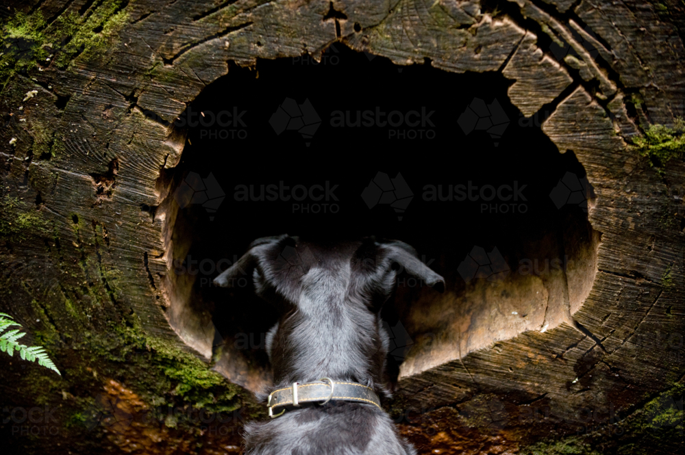 Image of Curious dog peering into hollow log. - Austockphoto