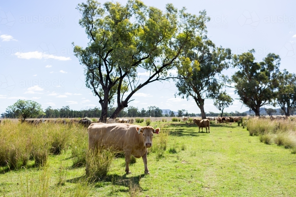 Image of Curious horned been cow in farm paddock - Austockphoto