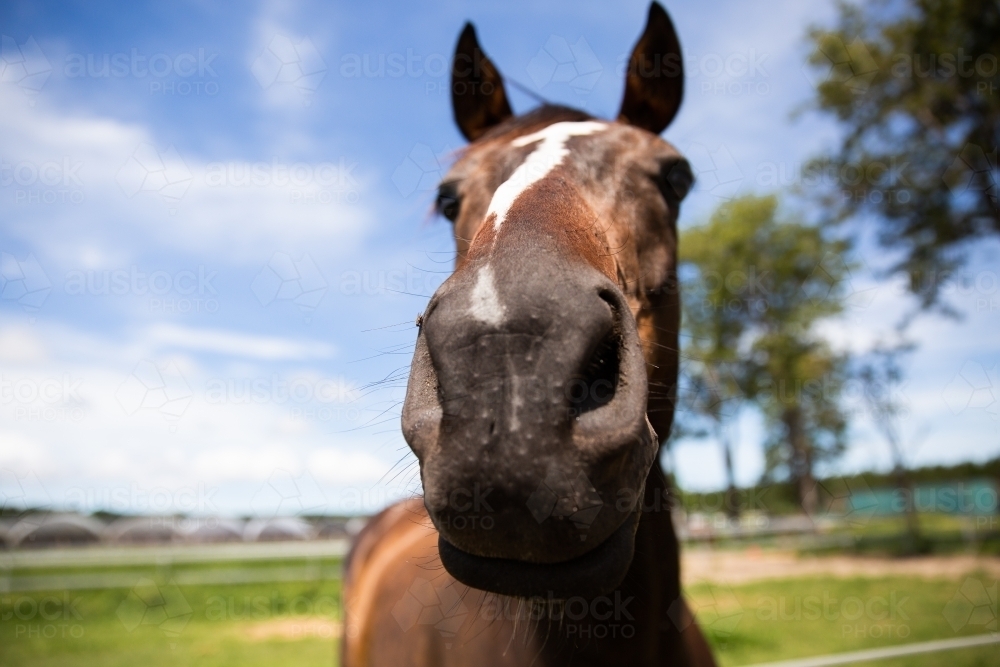 Image of curious horse reaching out to the camera - Austockphoto