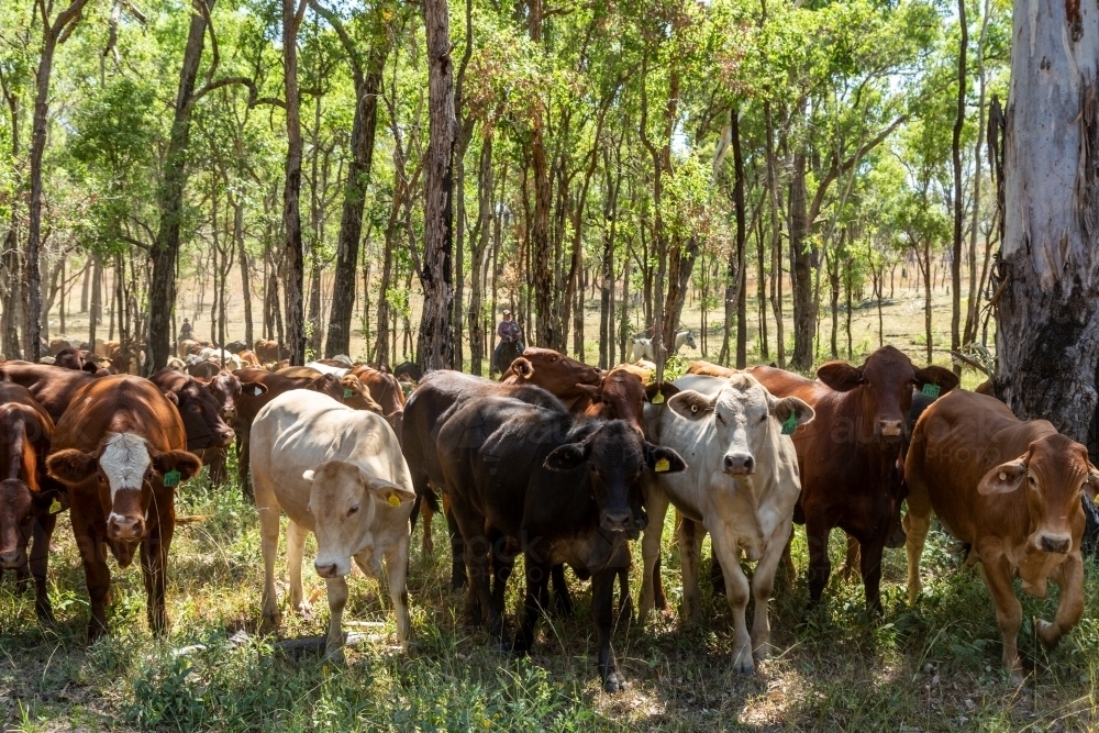 Image of Curious mob of cattle looking at camera, among light timber ...