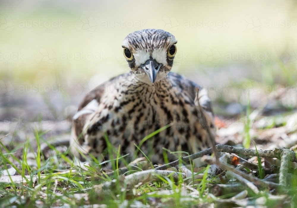 Image of Curlew bird looking intently at camera. - Austockphoto