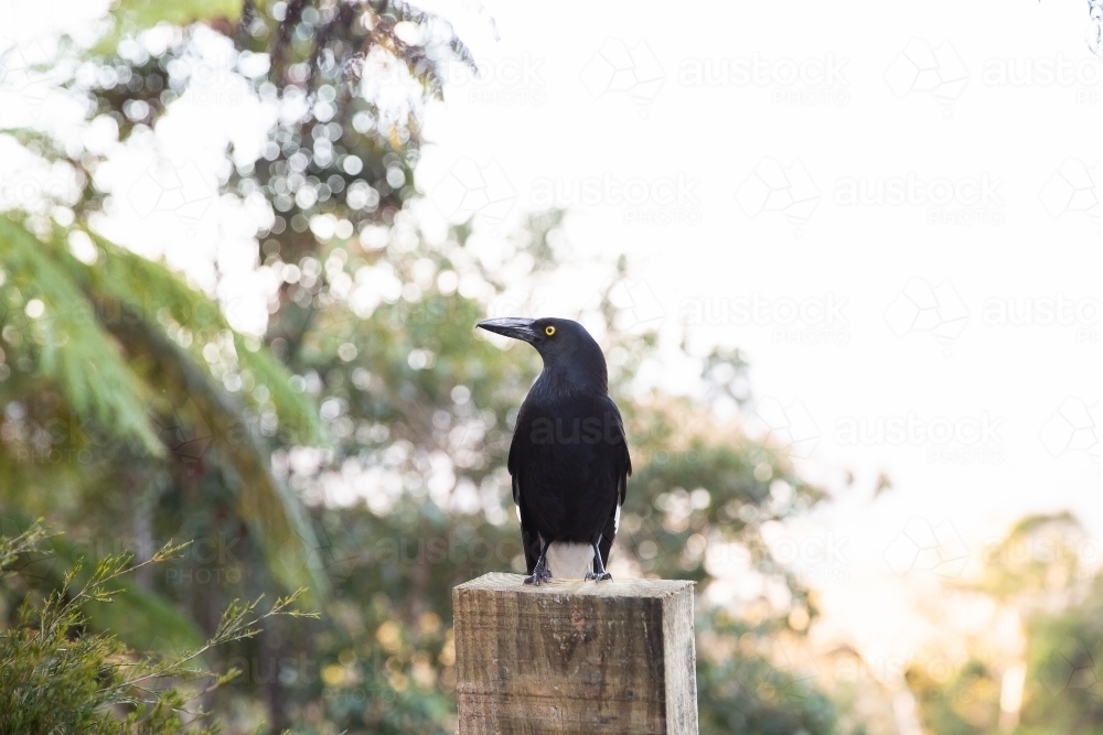 Image of Currawong on a fencepost with copy space - Austockphoto