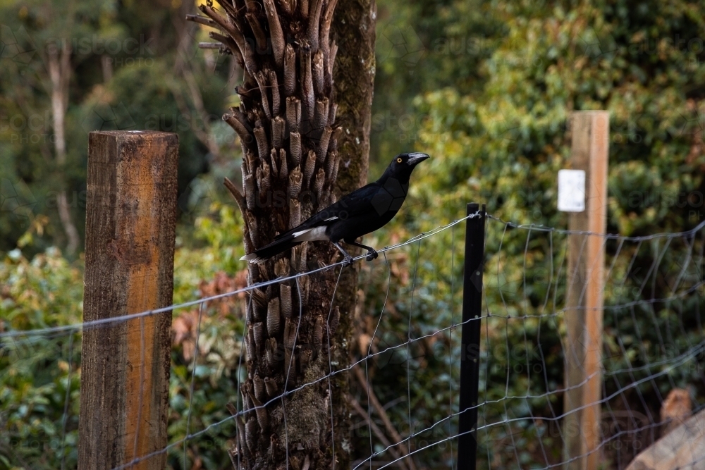 Image of currawong on a wire fence - Austockphoto