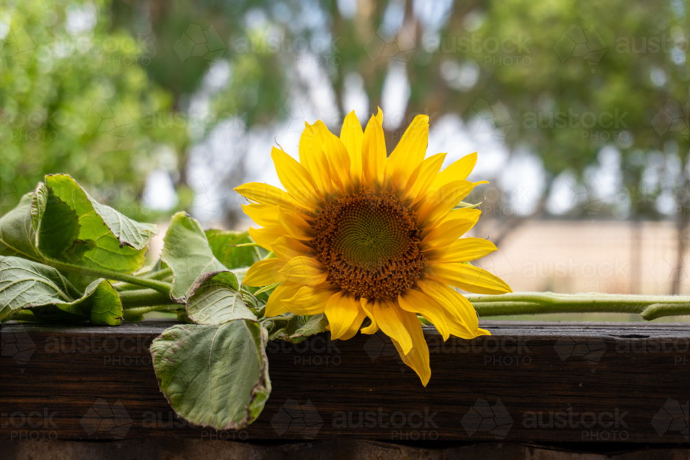 Image of Cut Sunflower - Austockphoto