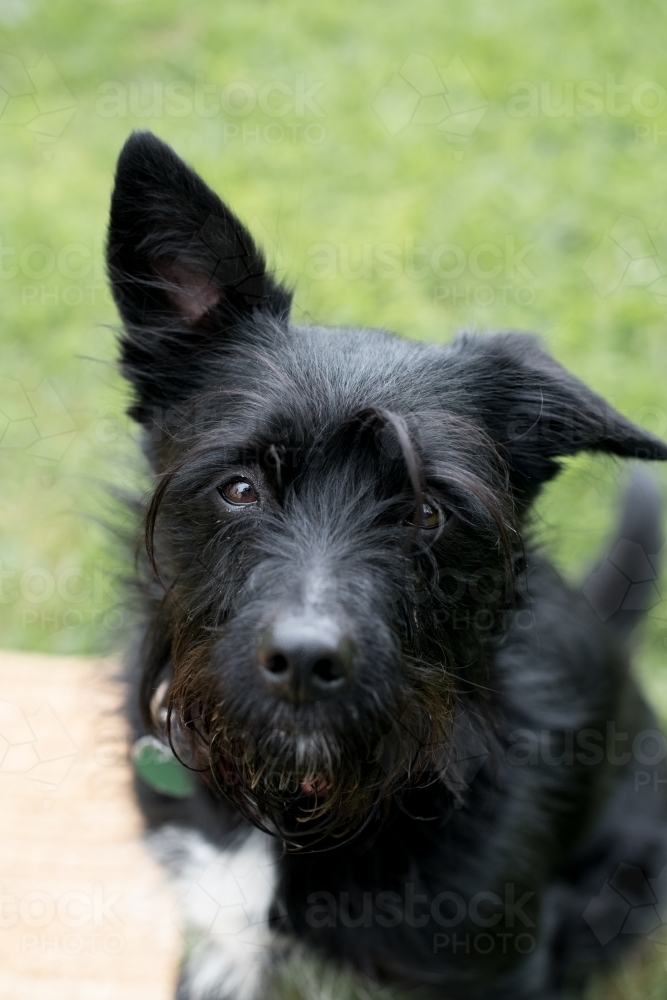 Image of Cute scruffy black dog with one ear up and one ear down ...