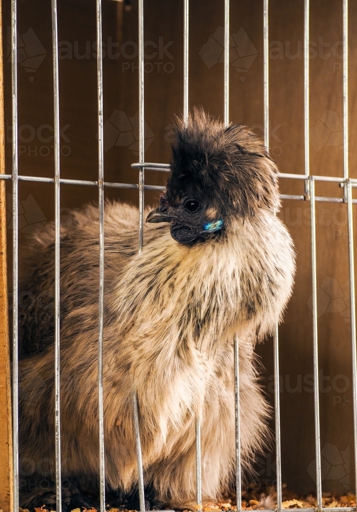 Image of Cute silky hen in cage at the chook show - Austockphoto