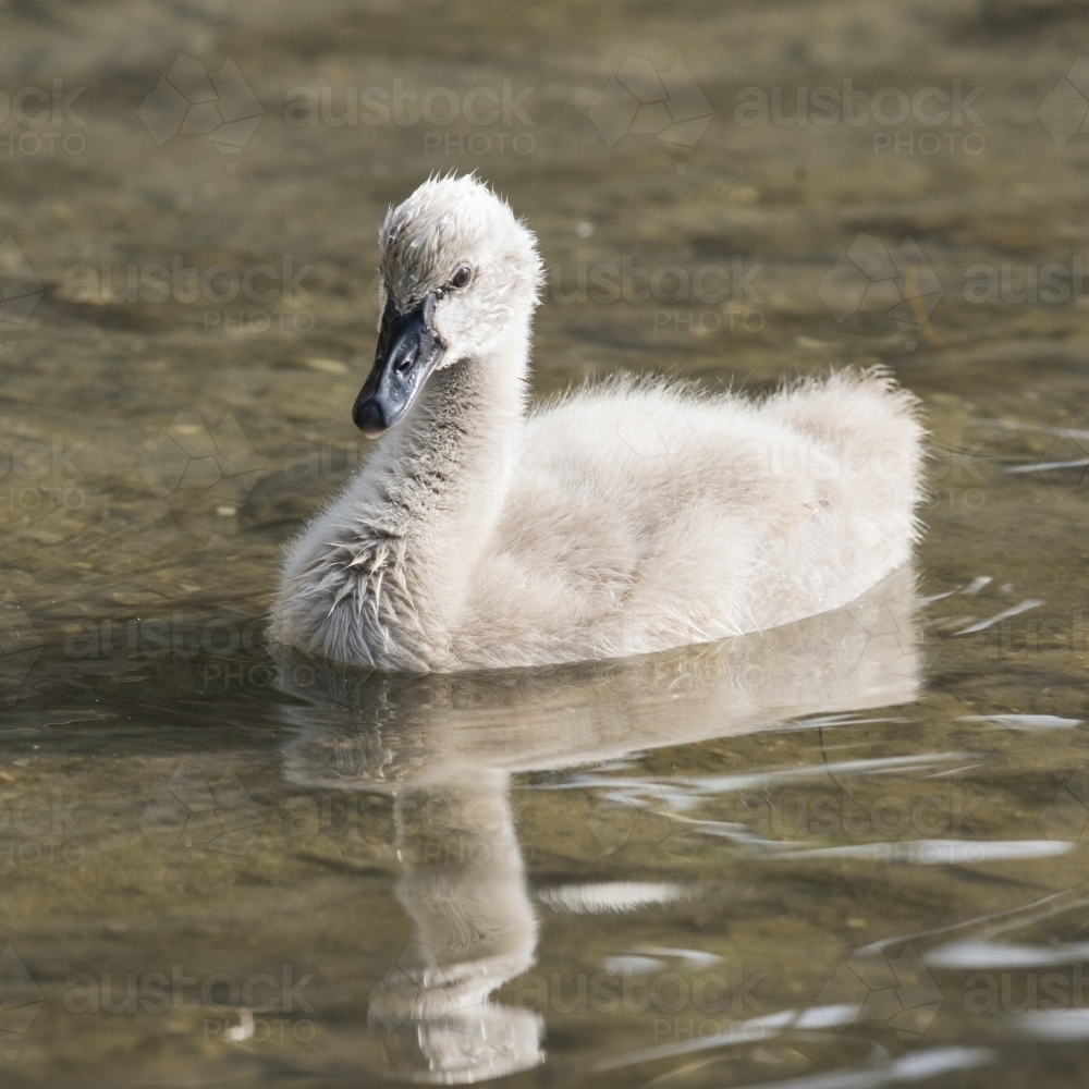 Image of Cygnet swimming along in the water - Austockphoto