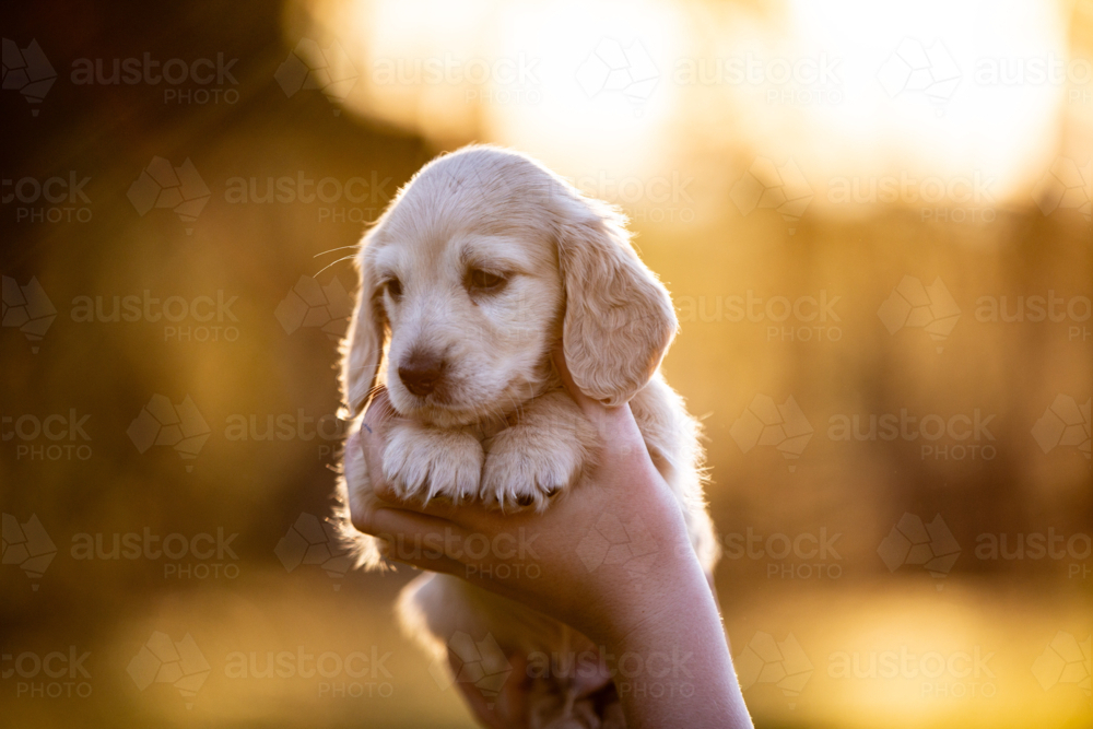 Image of Dachshund puppy being held up by human hands - Austockphoto