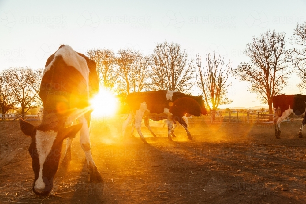 Image of Dairy cow in dusty paddock at sunset backlit with golden light ...