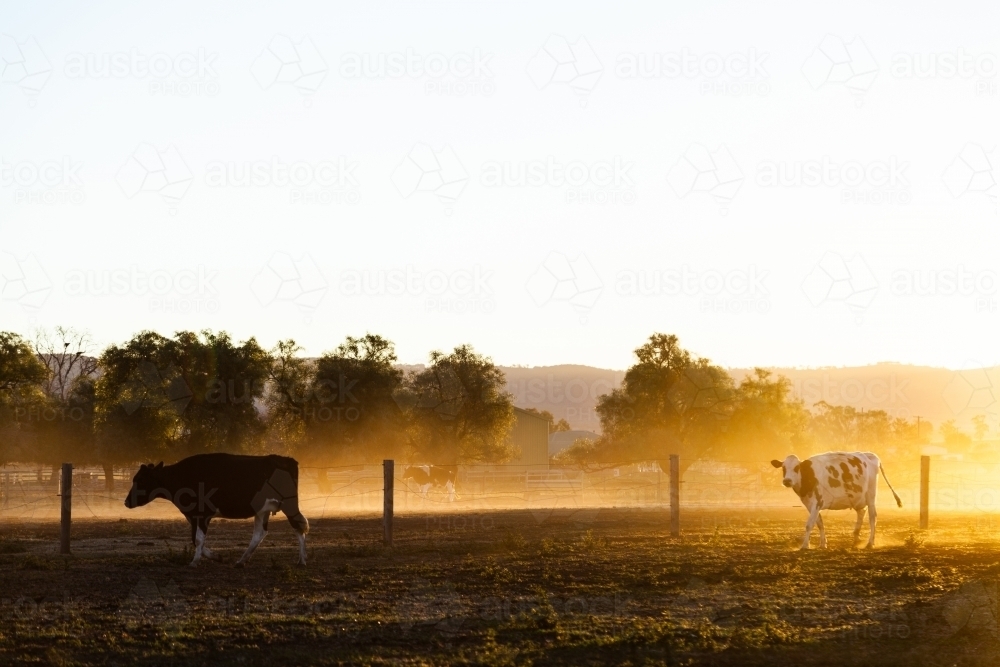 Image of Dairy cow in dusty paddock at sunset backlit with golden light ...