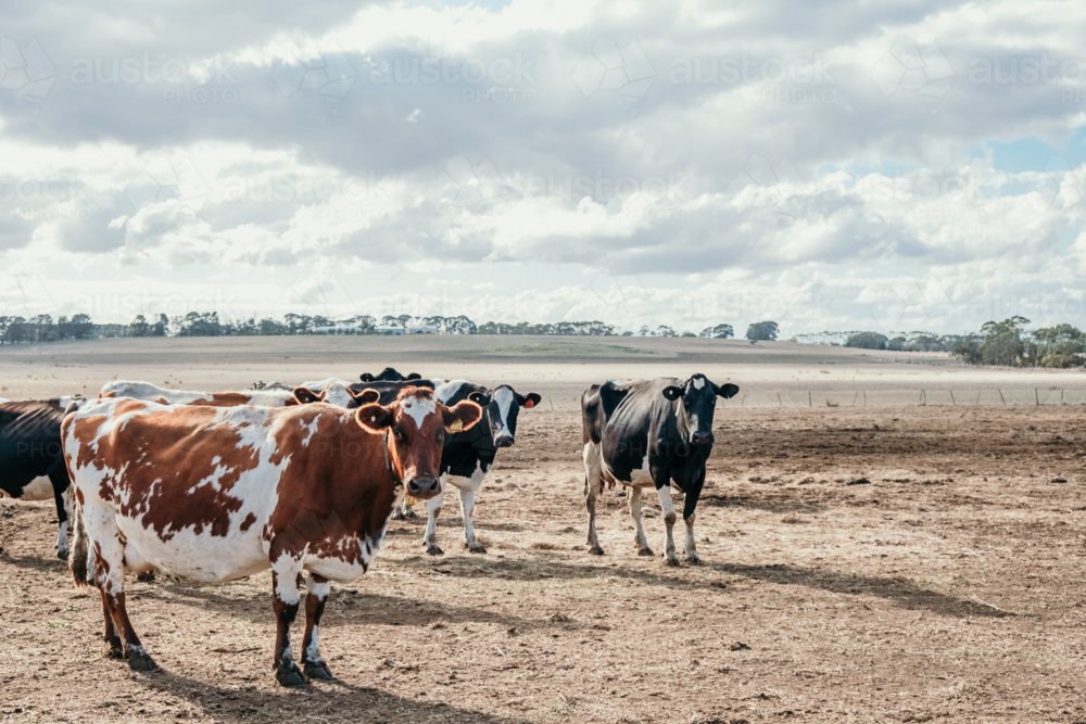 Image of Dairy cows standing in a dry paddock during a drought ...