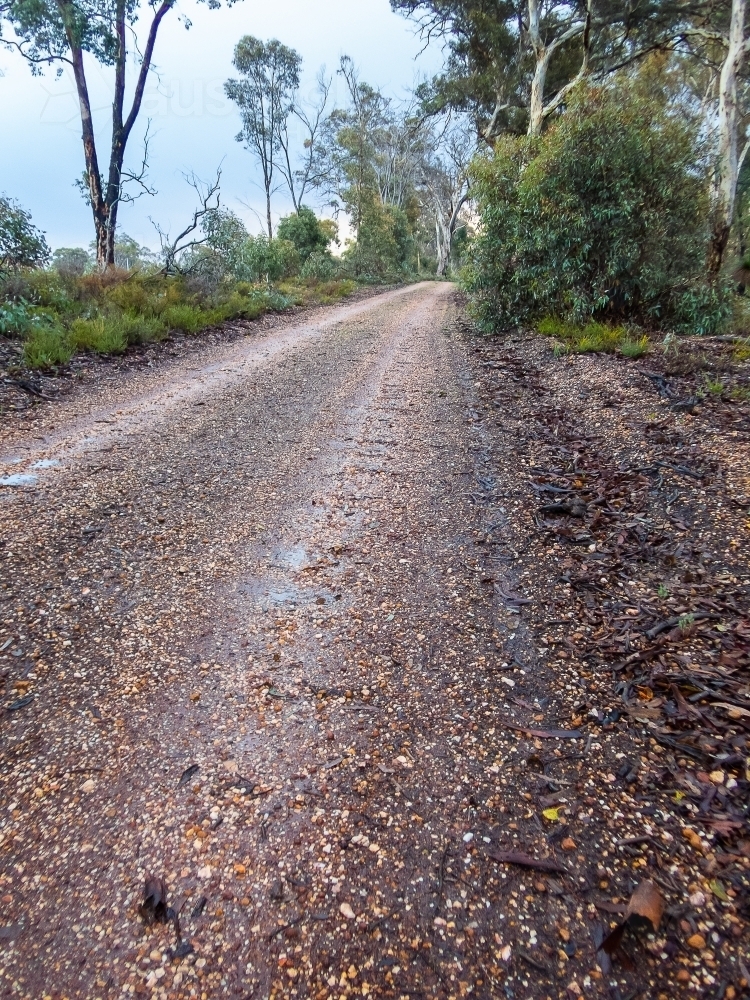 Image of damp track with vehicle wheel ruts through bush - Austockphoto