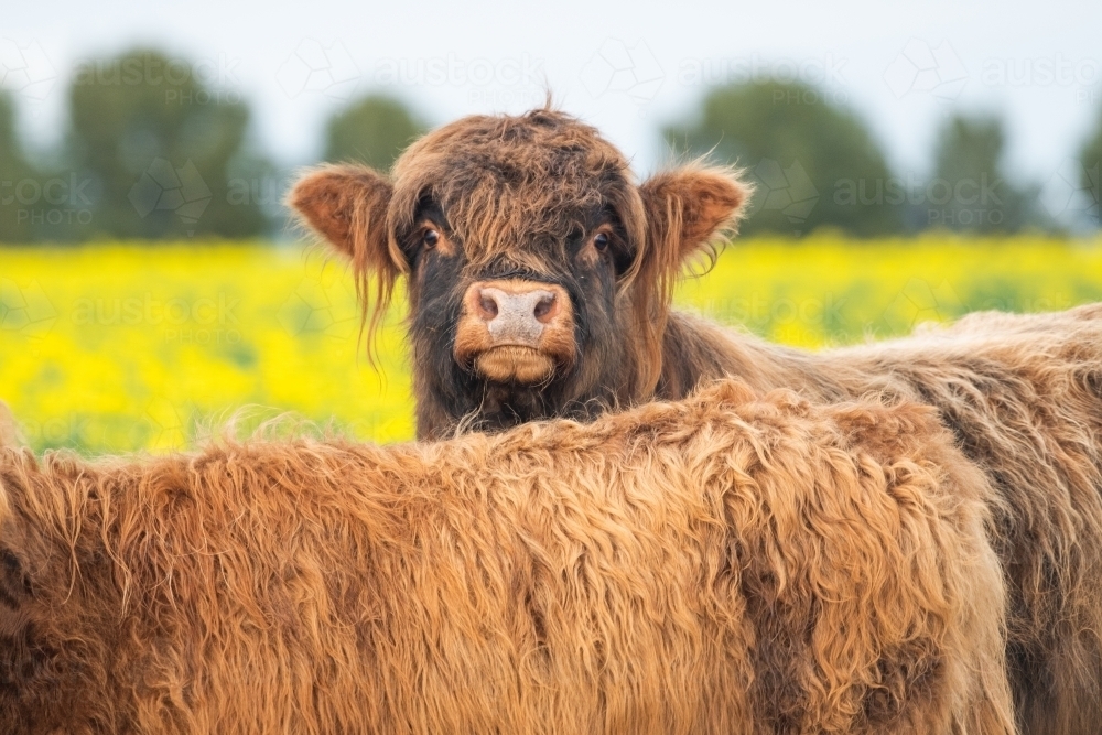 Image of Dark brown highland cow looking camera in pasture - Austockphoto
