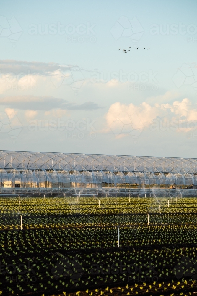 Image of Dark soil agricultural field with irrigation system and small ...