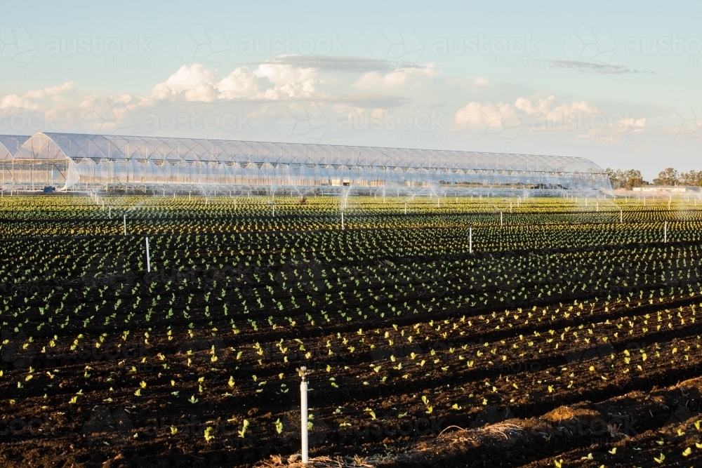 Image of Dark soil agricultural field with irrigation system and small ...