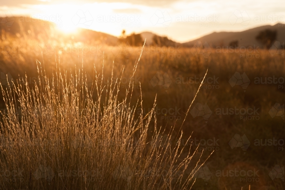 Image of Dawn sunlight shining through grass in a paddock - Austockphoto