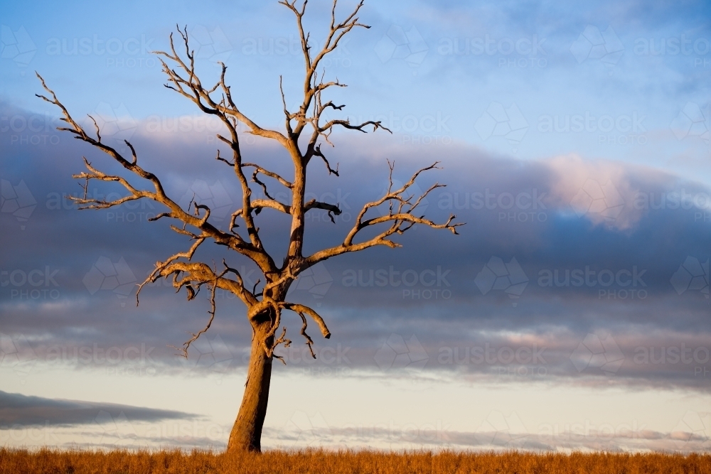 Image of Dead eucalyptus tree in a paddock at sunset - Austockphoto