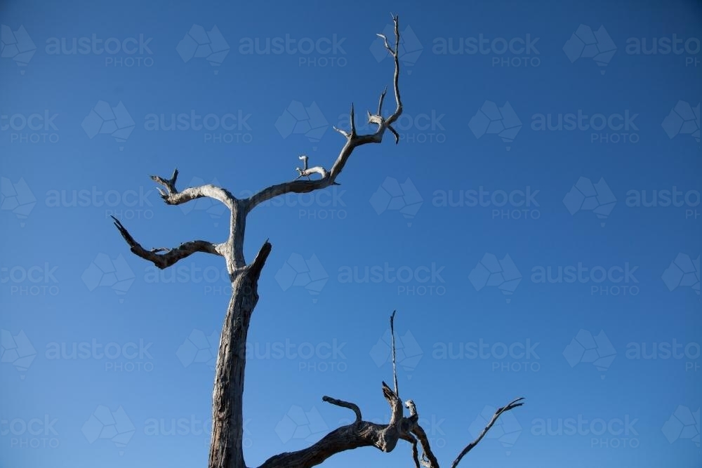 Image of Dead gum tree branches reaching up against clear blue sky ...