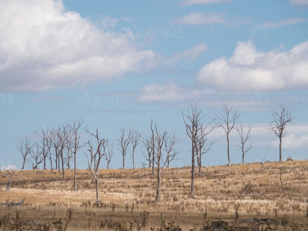 Image of Dead gum trees on a ridge line - Austockphoto