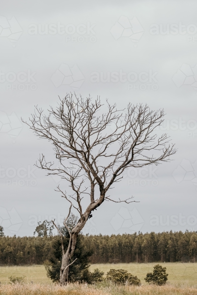 Image of Dead tree in a country scene. - Austockphoto