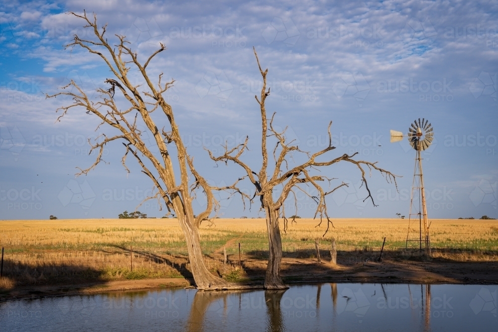 Image of Dead trees and a windmill along the shoreline of a farm dam ...