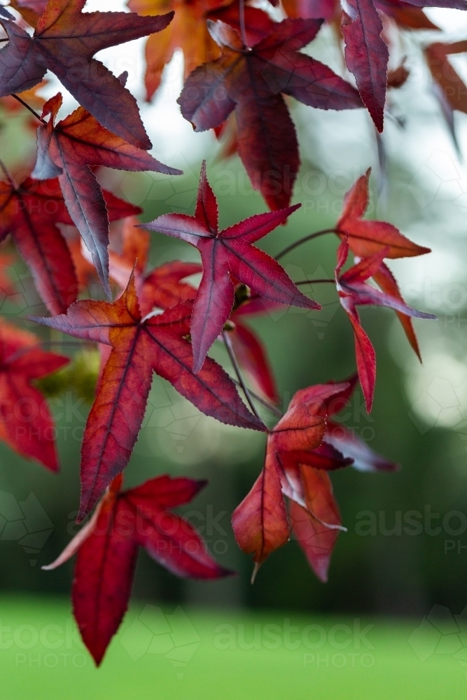 Image of Deep red leaves on autumn tree - Austockphoto