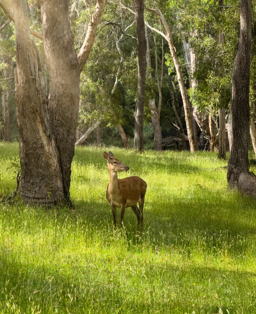 Image of Deer In a Forest - Austockphoto