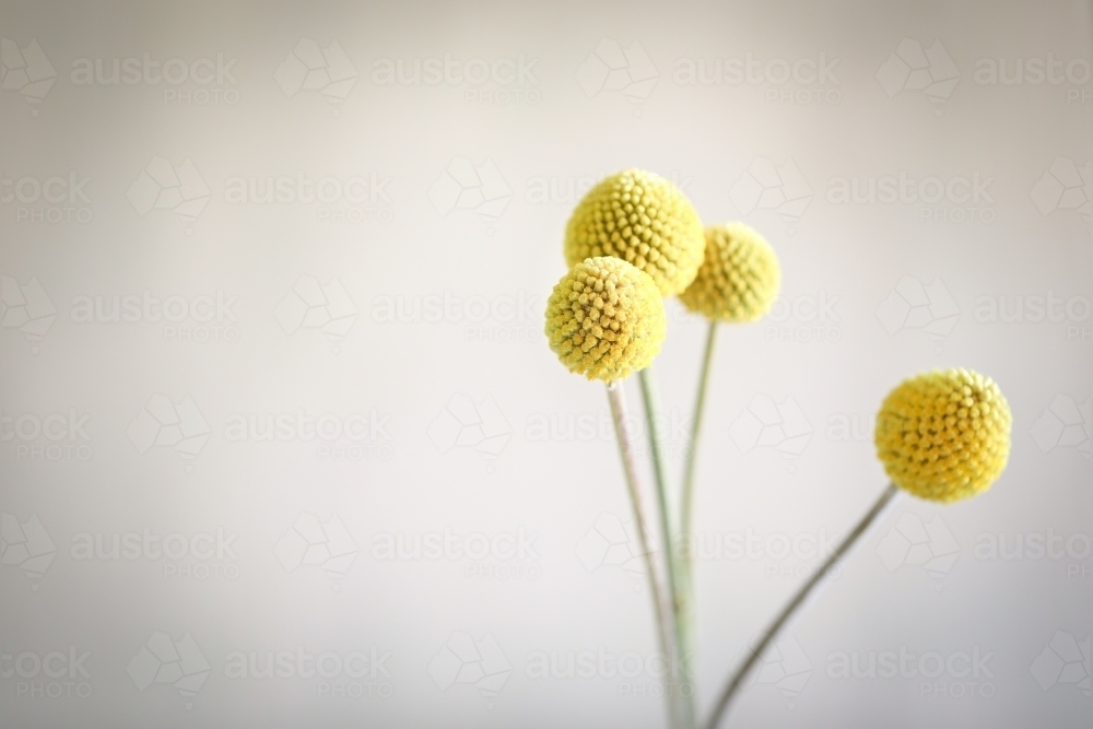Image of Delicate Billy Buttons blooms on white background - Austockphoto