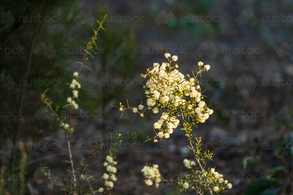 Image of Delicate blooms of wattle on a spikey bush against a dark ...
