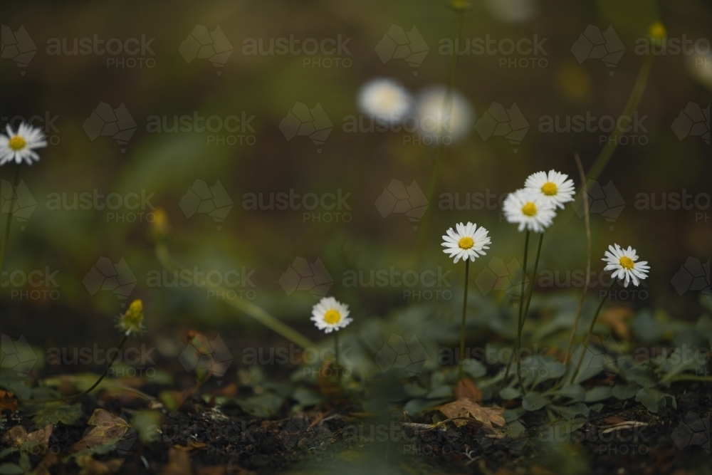 Image of Delicate seaside daisies growing wild in the bush - Austockphoto