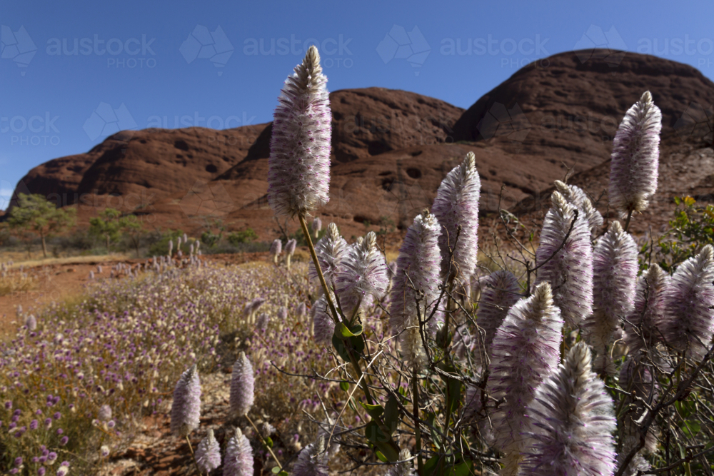 Image of Desert Flowers - Austockphoto