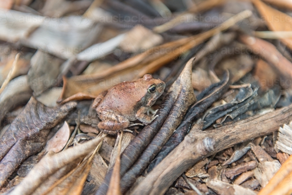 Image of Burrowing Frog in the garden - Austockphoto