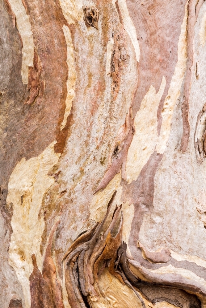 Image of Detail of bark on a gum tree trunk - Austockphoto