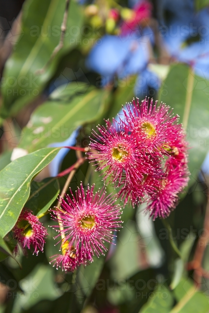 Image of Detail of bright pink gum blossoms - Austockphoto