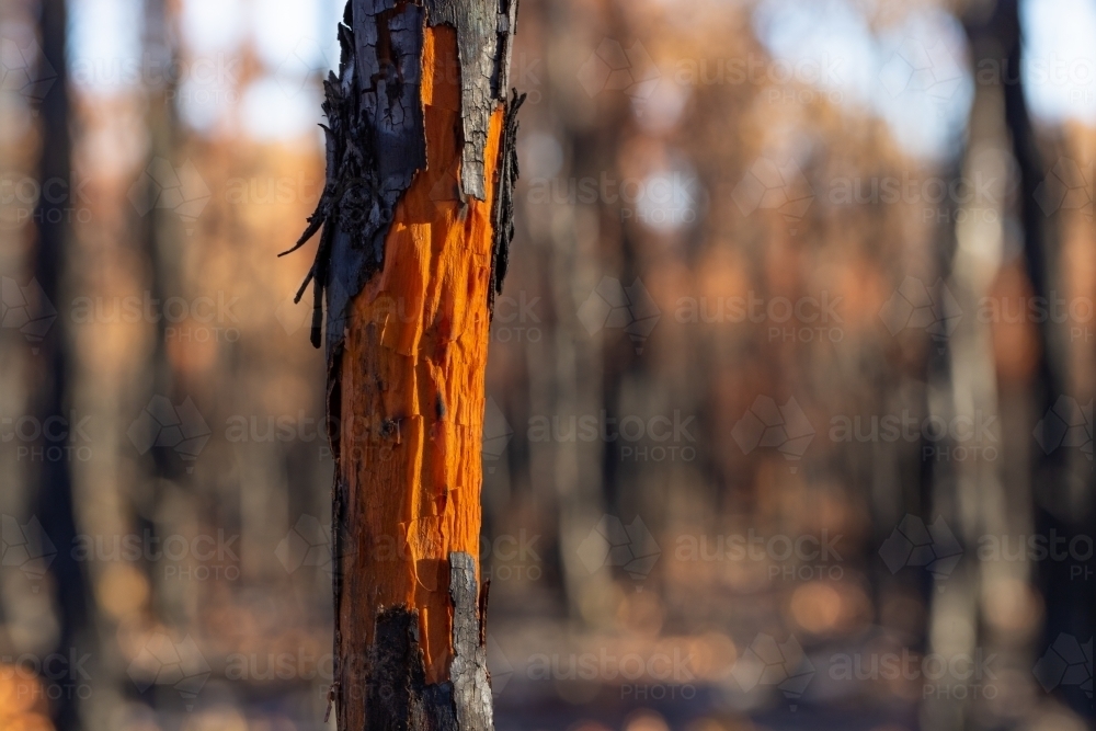 Image of detail of burnt tree trunk showing bright orange scar and ...