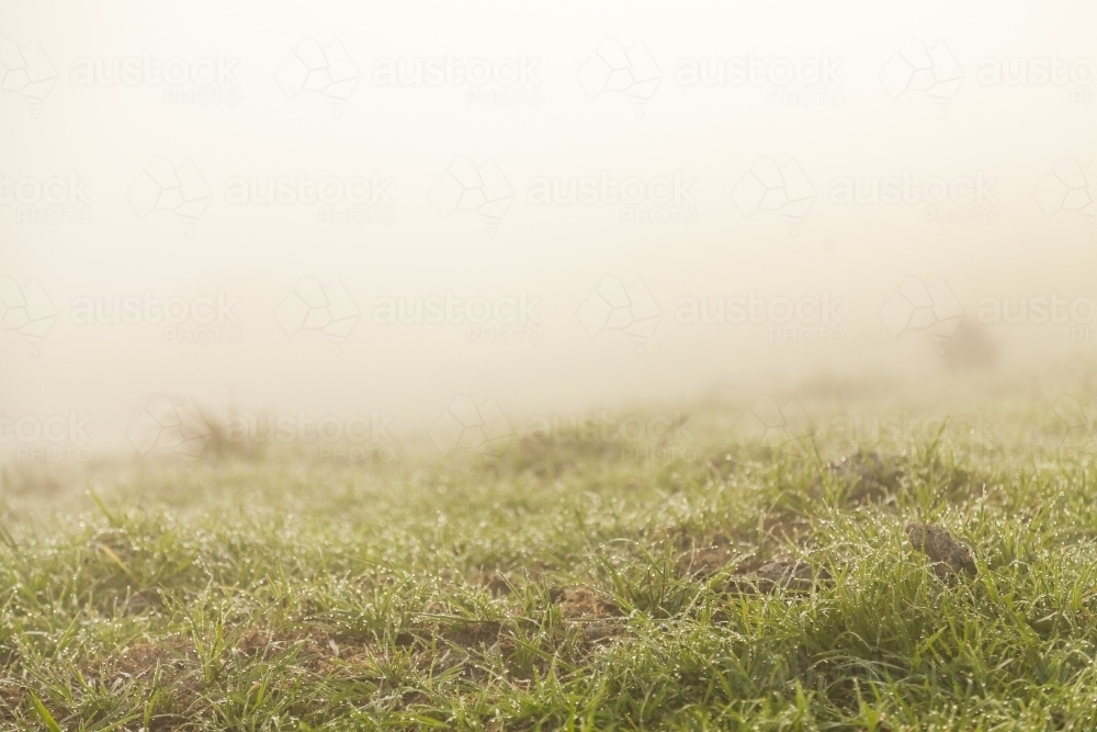 Image of Dew on grass in paddock with sun through thick mist - Austockphoto