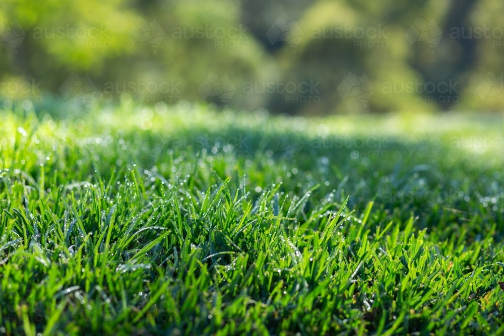 Image of Dew on green lawn grass - Austockphoto